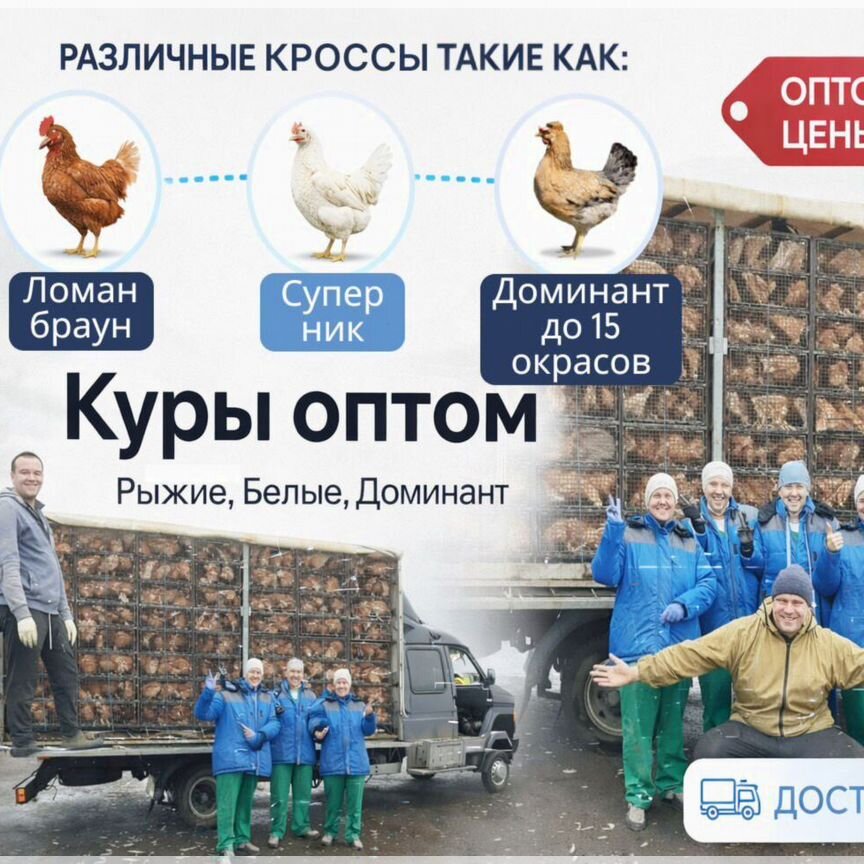 Живые куры, Доминант оптом от фермы
