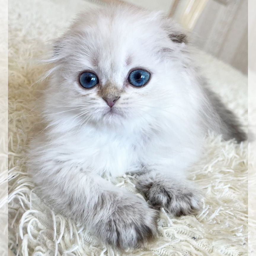 Прекрасный вислоухий мальчик