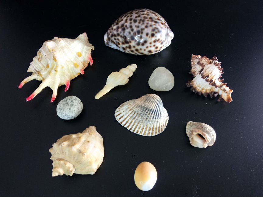 Морские ракушки раковины