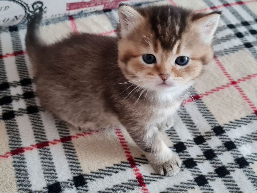 Шотландский золотой котенок