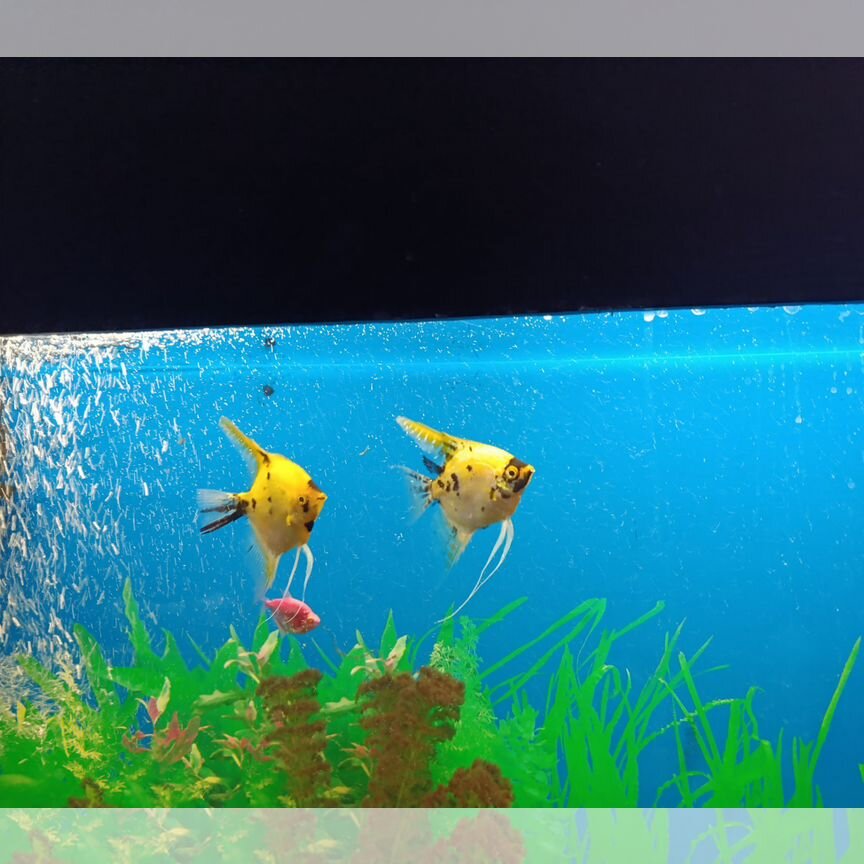 Малек скалярии Кои