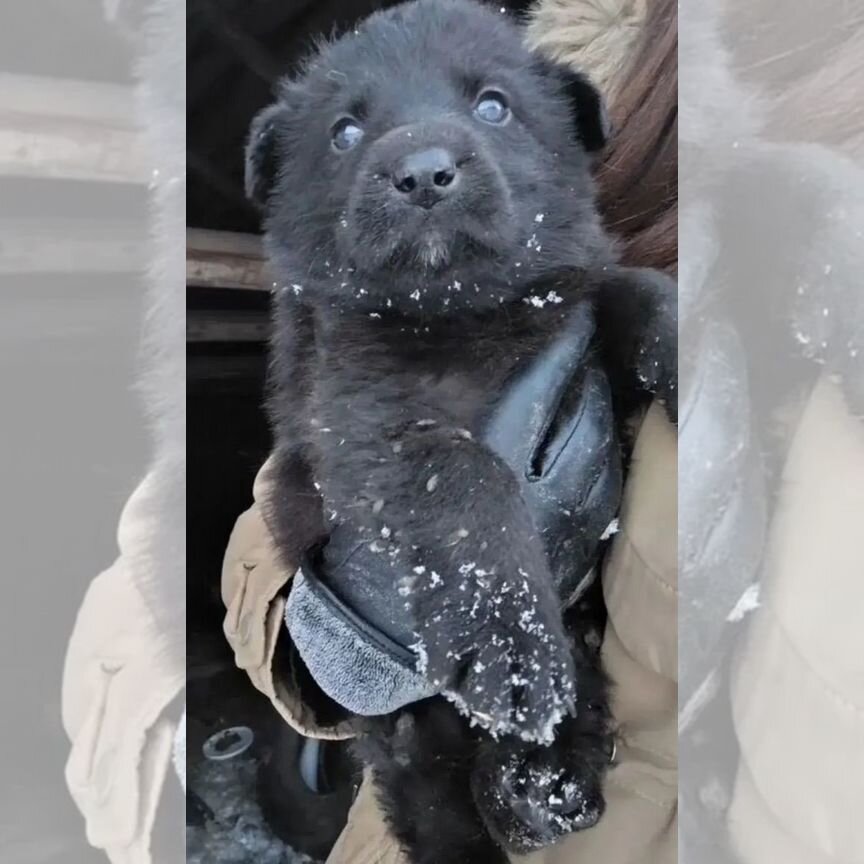 Щенок в добрые руки
