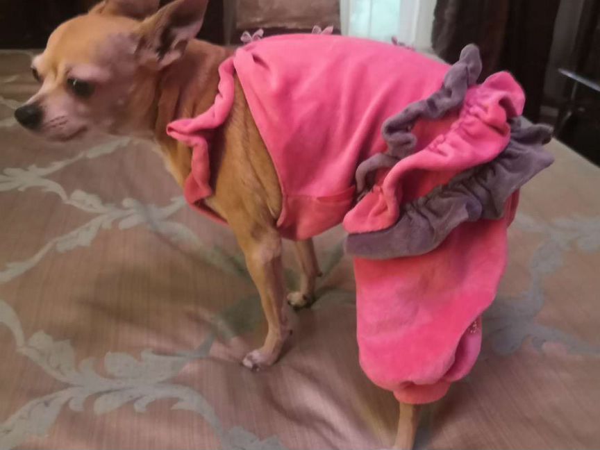 Одежда для маленьких собак