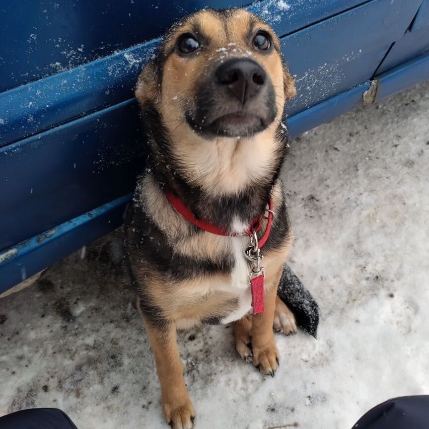 Щенок в добрые руки