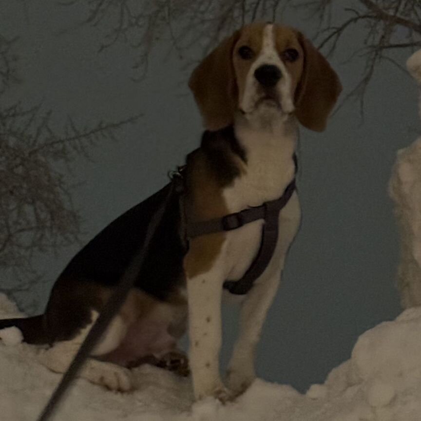 Бигль, щенок