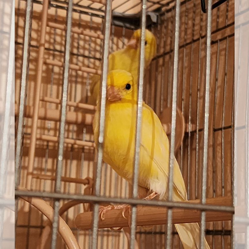Канарейки с большой клеткой