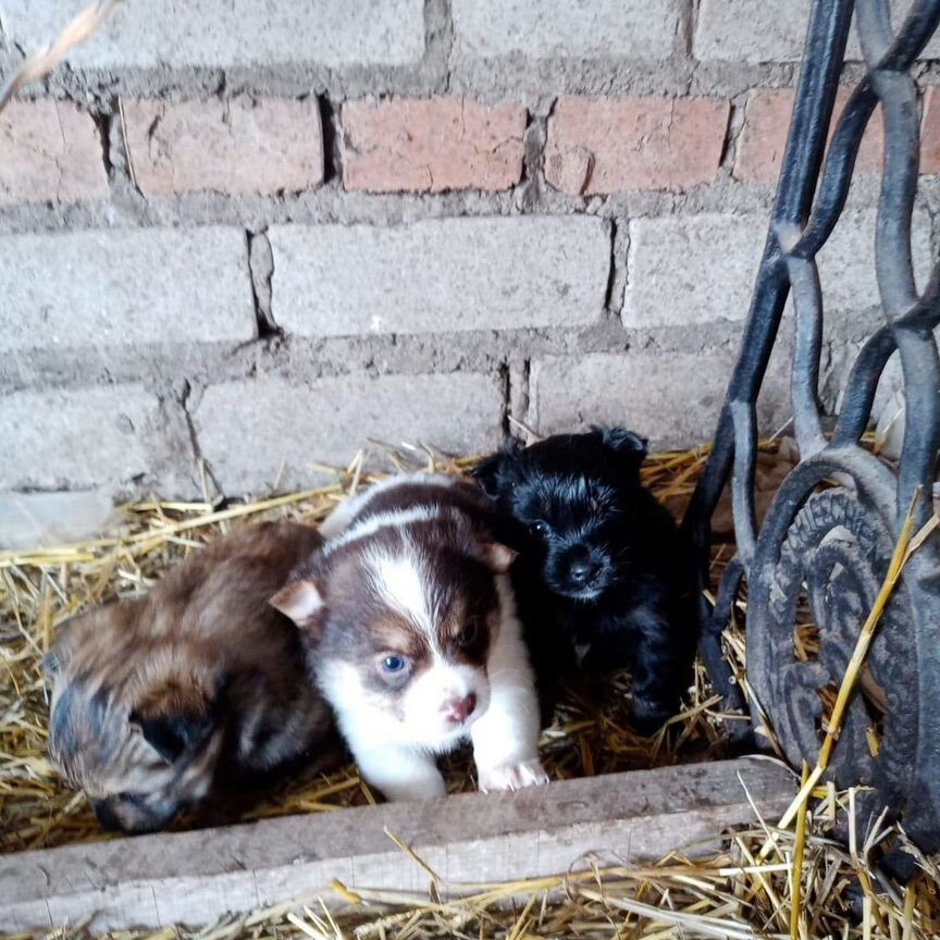 Щенятки в добрые руки