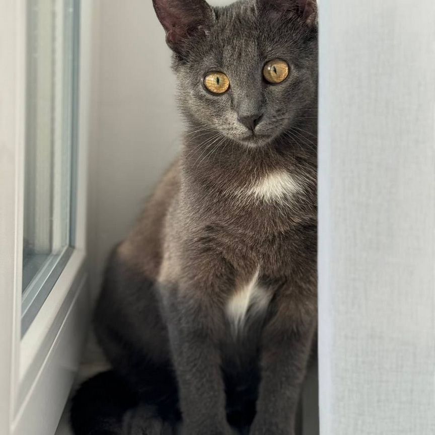 Котёнок Мышка