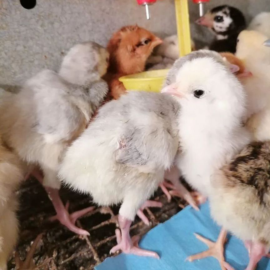 Цыплята. Бройлеры