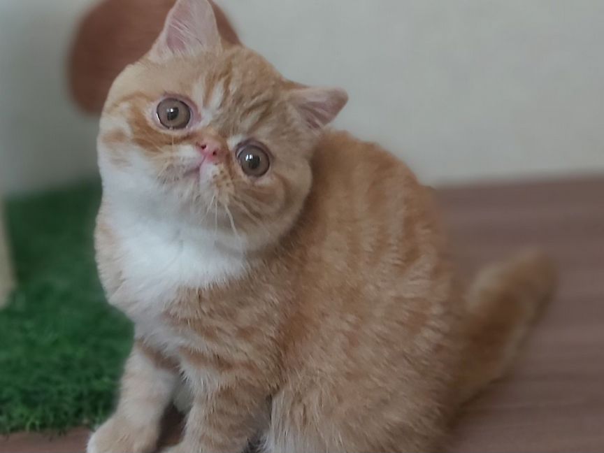 Экзотический мальчуган