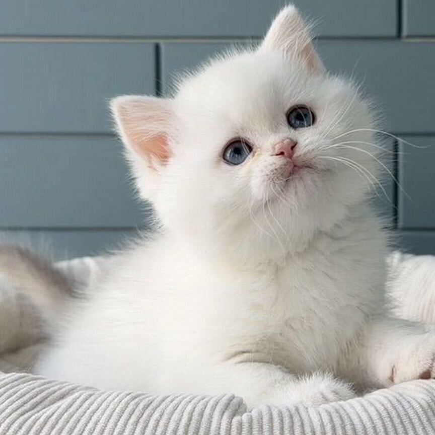 Британский короткошёрстный котёнок