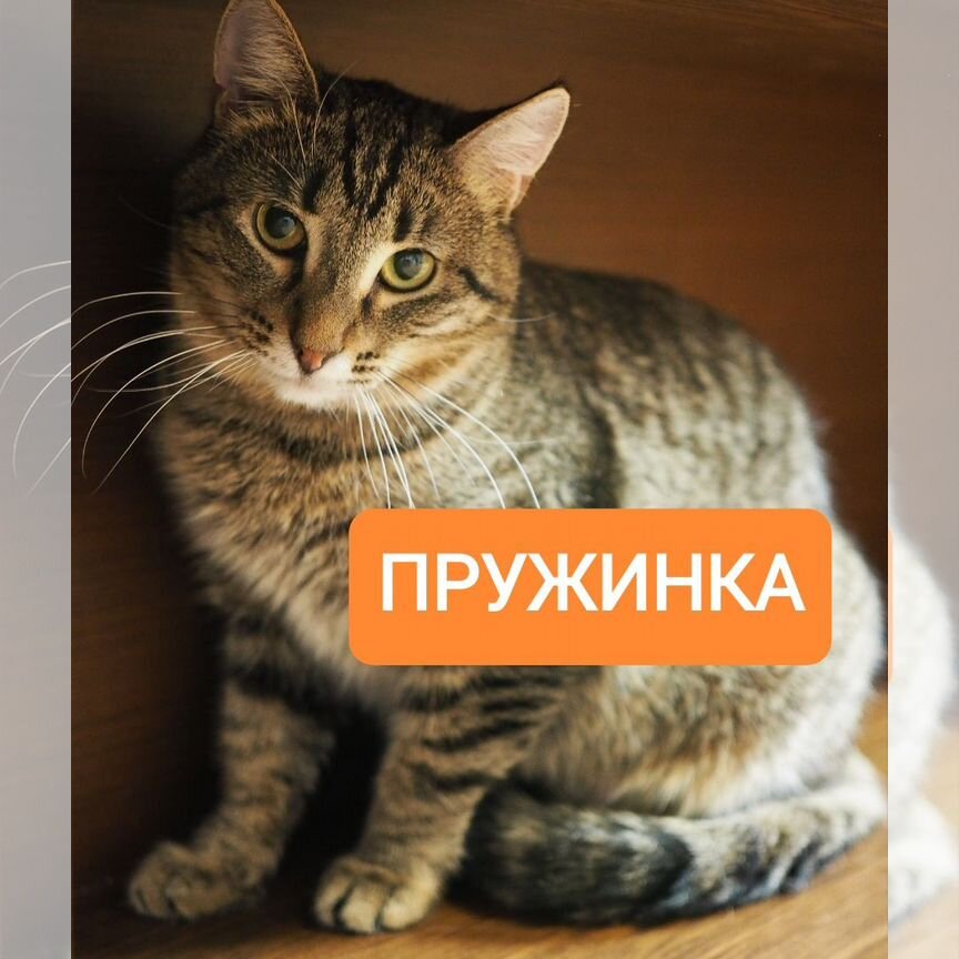 Взрослая, кошка в добрые руки