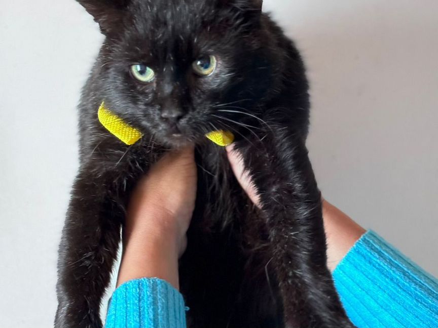 Космос-котик из приюта ищет дом