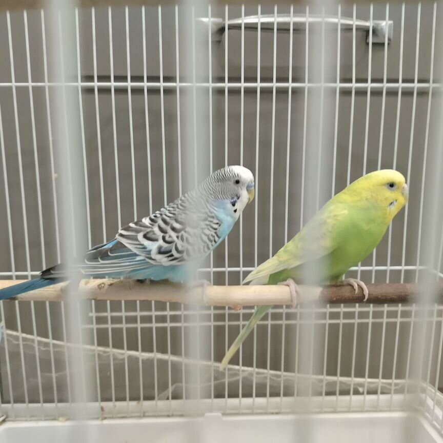 Волнистый попугай