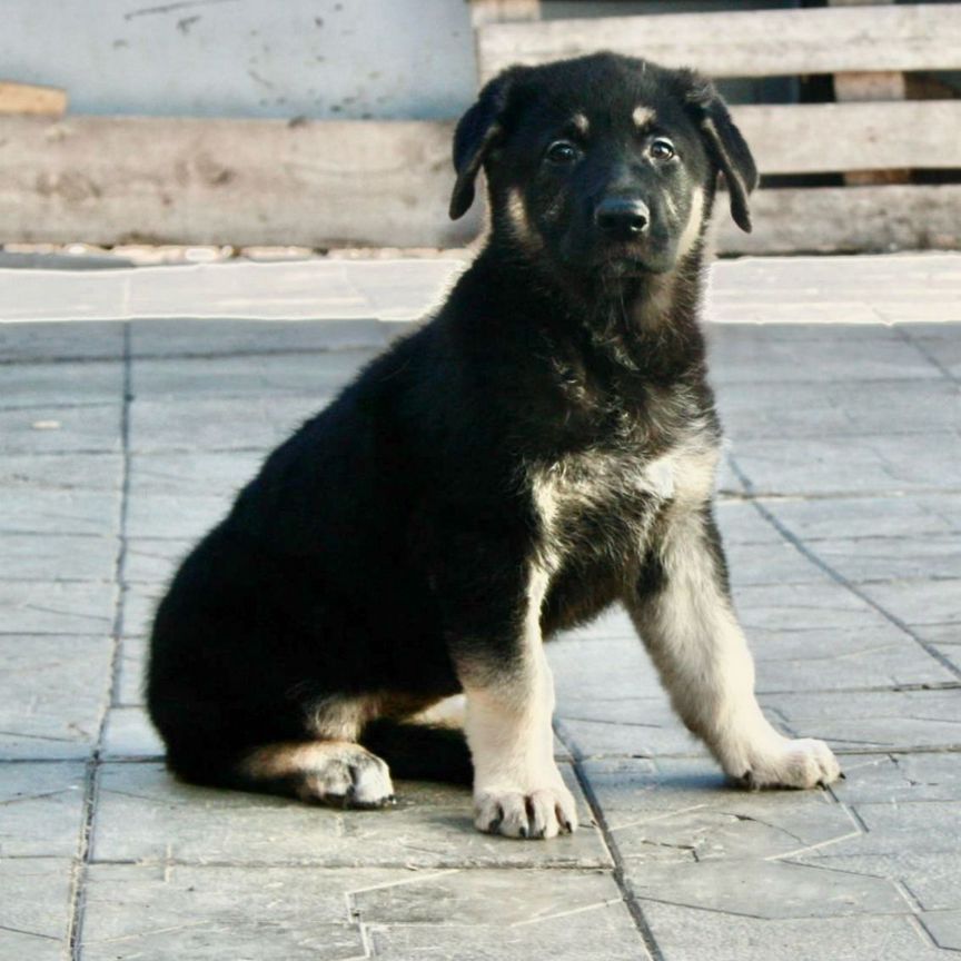 Вео девочка