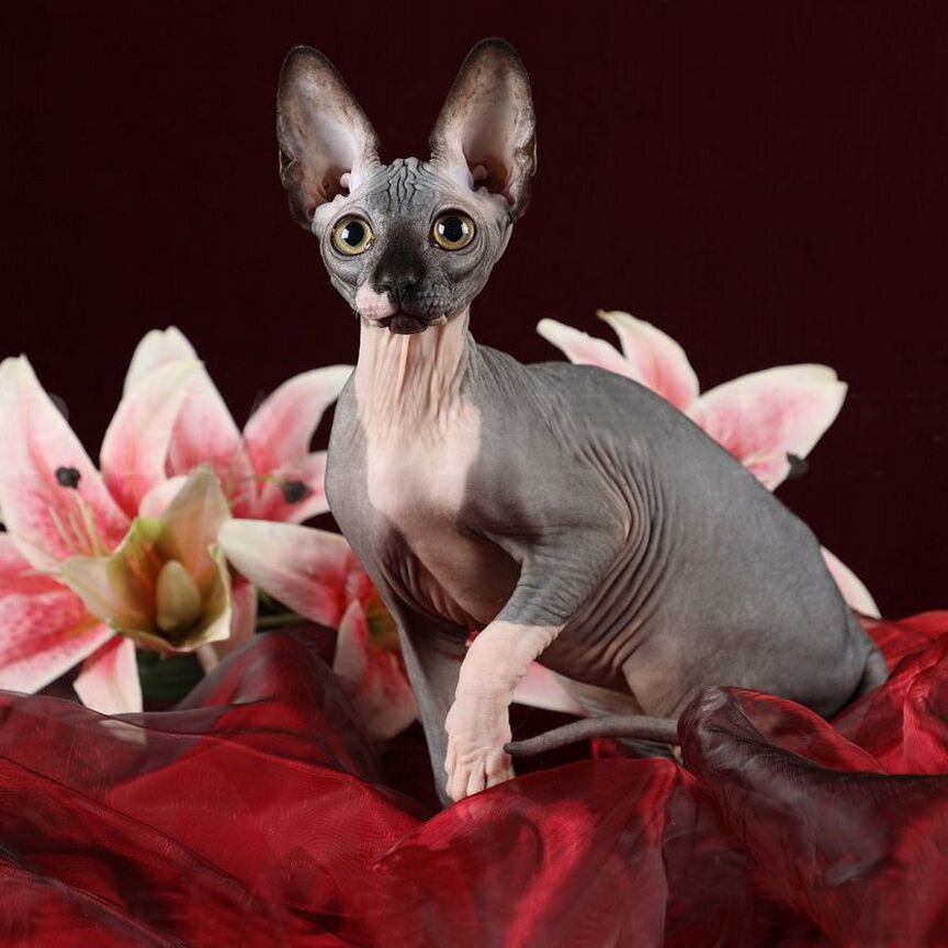 Котенок девочка канадский сфинкс