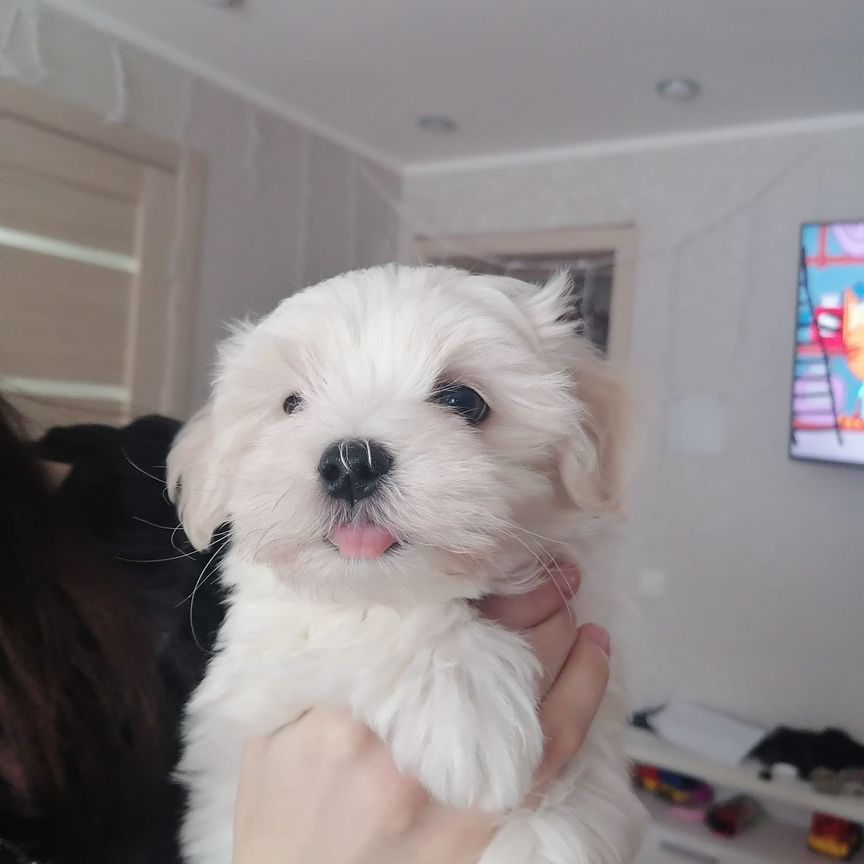 Мальтийская болонка, мальчик