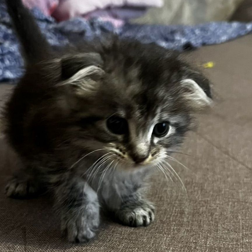 Шотландский вислоухий короткошёрстный котёнок