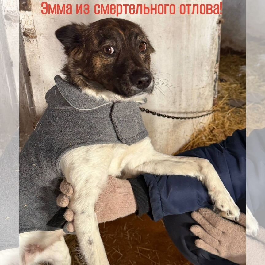 Взрослая собака в добрые руки