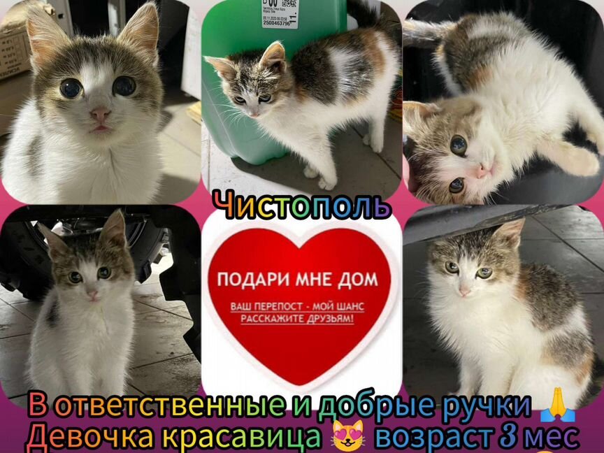 Кошечка в добрые руки