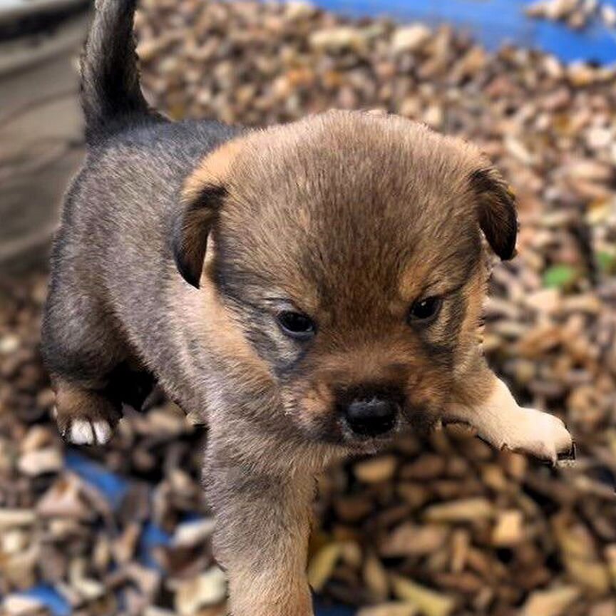 Щенок в добрые руки