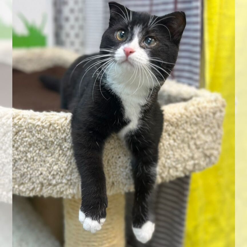 Котёнок в добрые руки