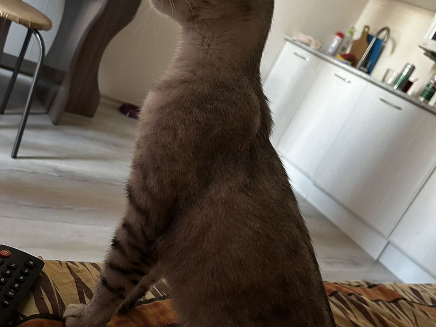 Кошка бесплатно