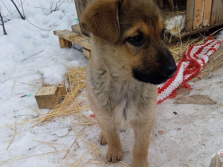 Отдам бесплатно в добрые руки щенок мальчишка
