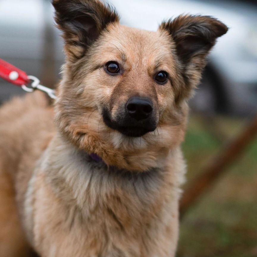 Малышка Веста