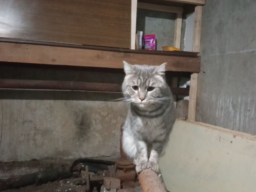 Котик потеряшка ищет дом