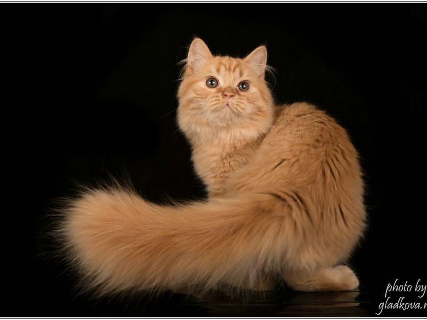 Шотландский парень для ценителей красного