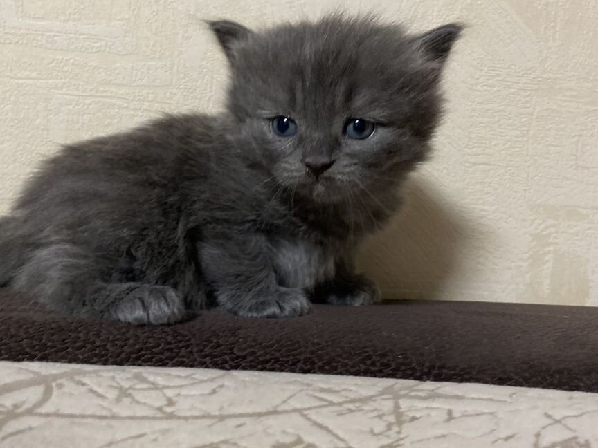 Продам шотландского котёнка