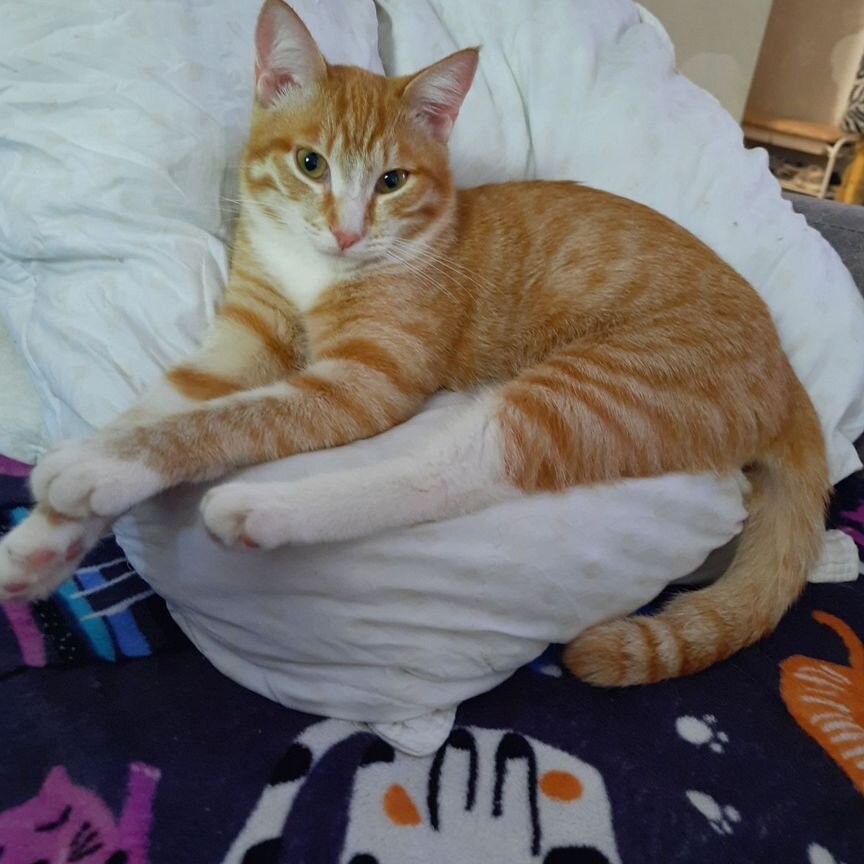 Котёнок в добрые руки