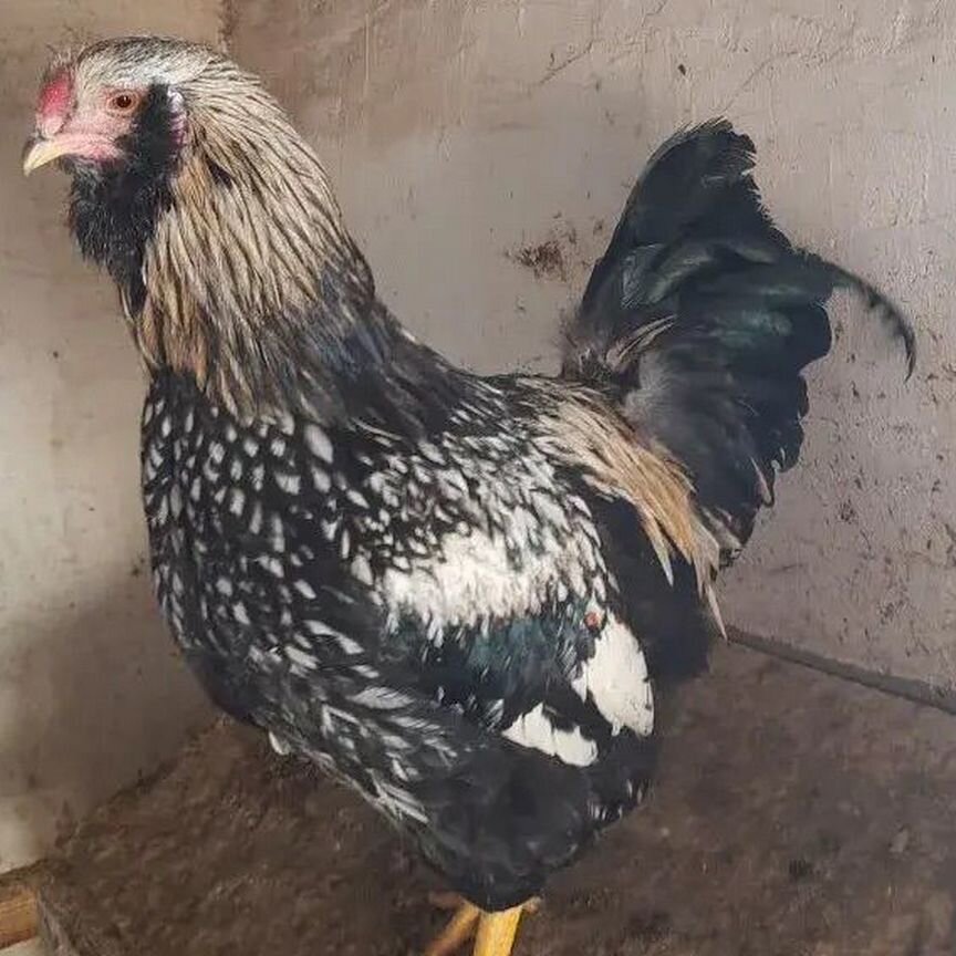 Молодой петух