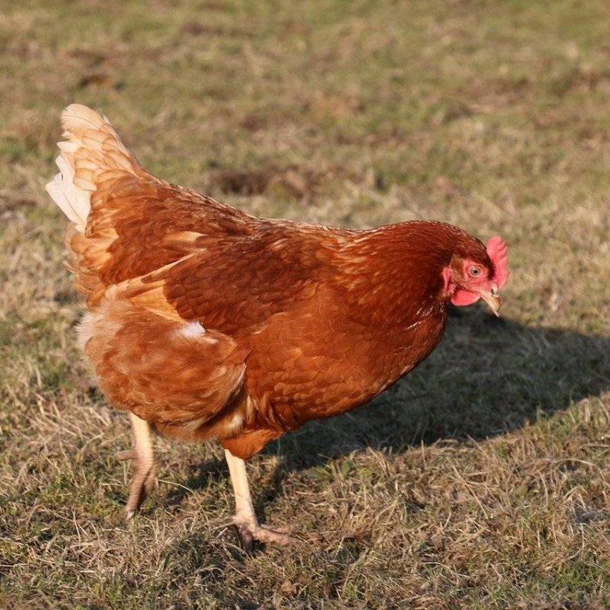 Куры молодки несушки