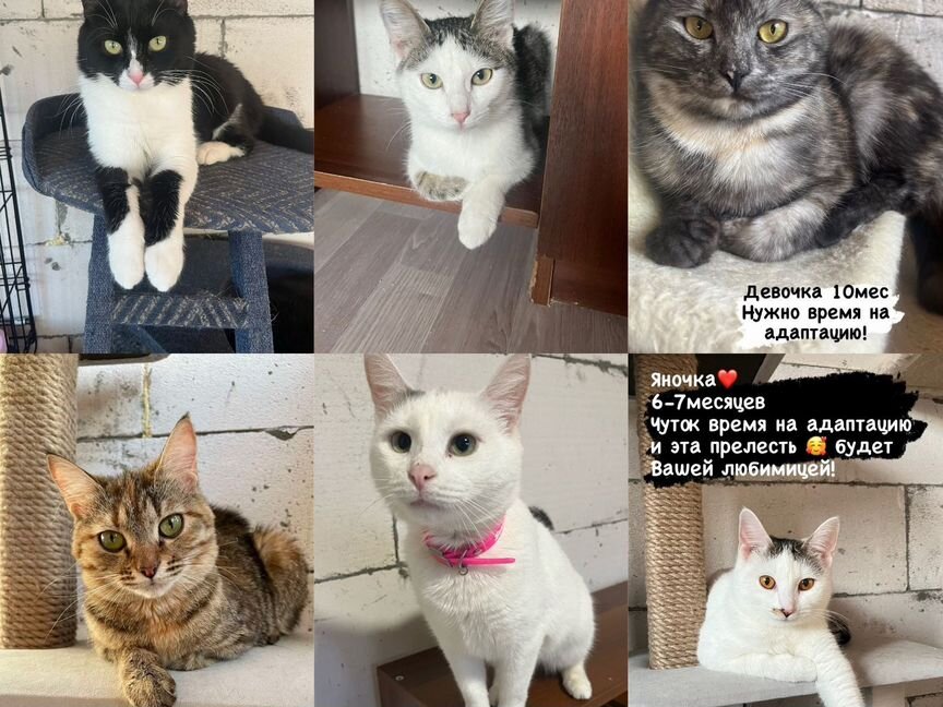 Кошки, котики, котята из приюта ищут дом