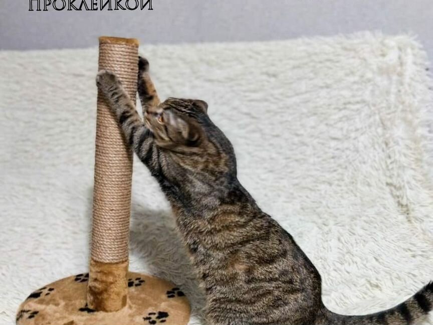 Домики и комплексы для кошек