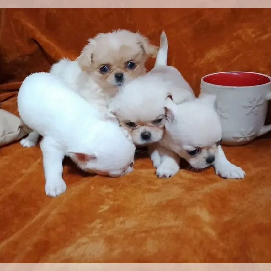 Чихуахуа, щенок