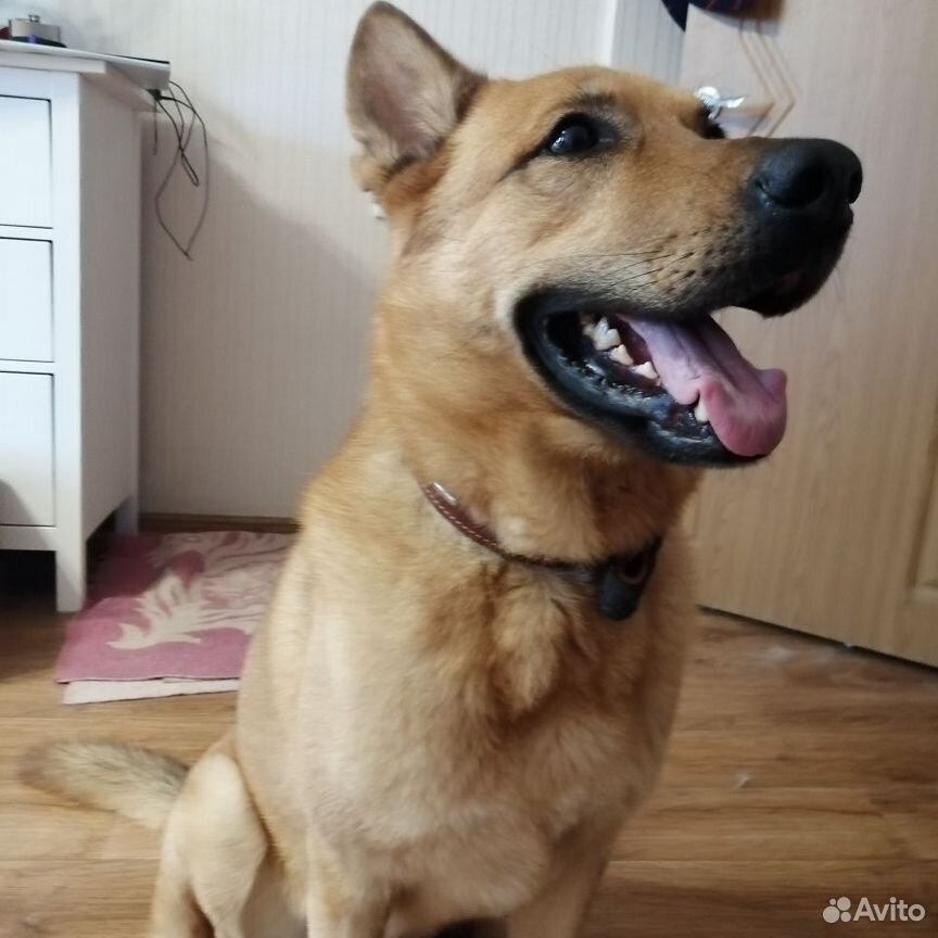 Собака в добрые руки, ищет новый дом