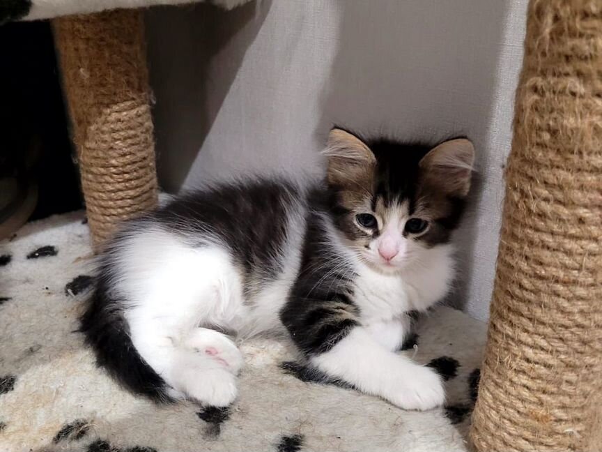 Котенок девочка
