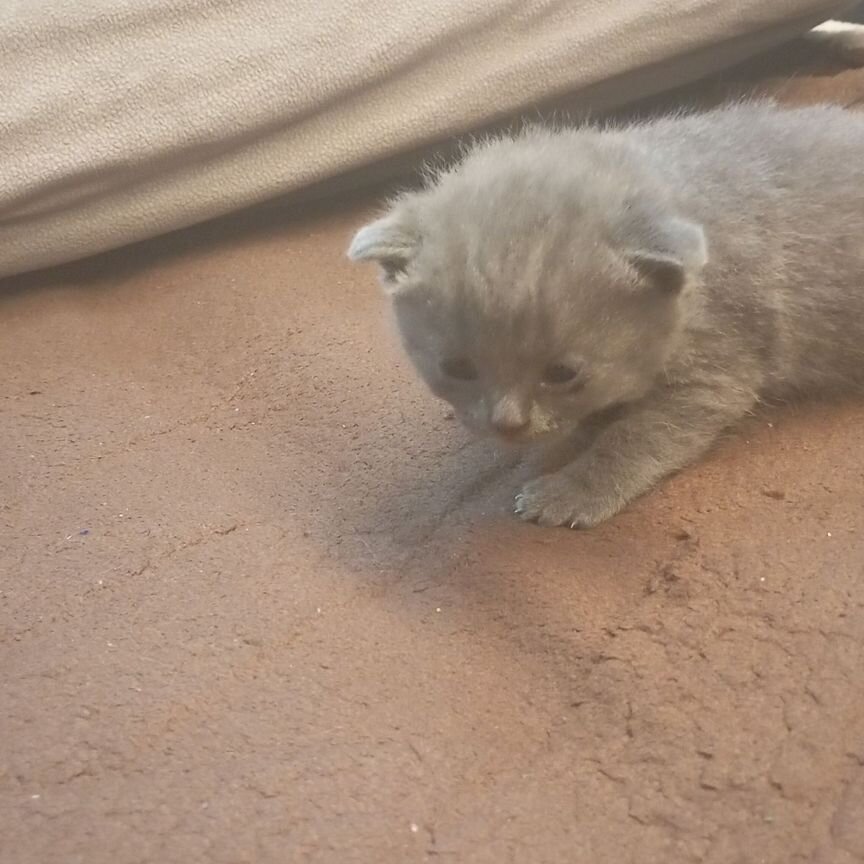 Шотландские вислоухие котята