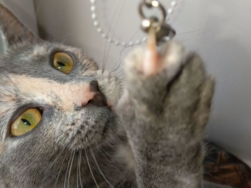 Кошечка