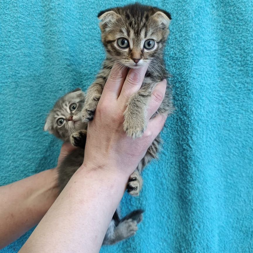 Шотландские котята