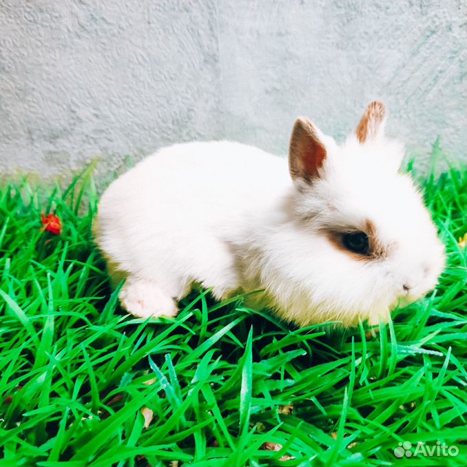 Карликовый кролик - очень редкий