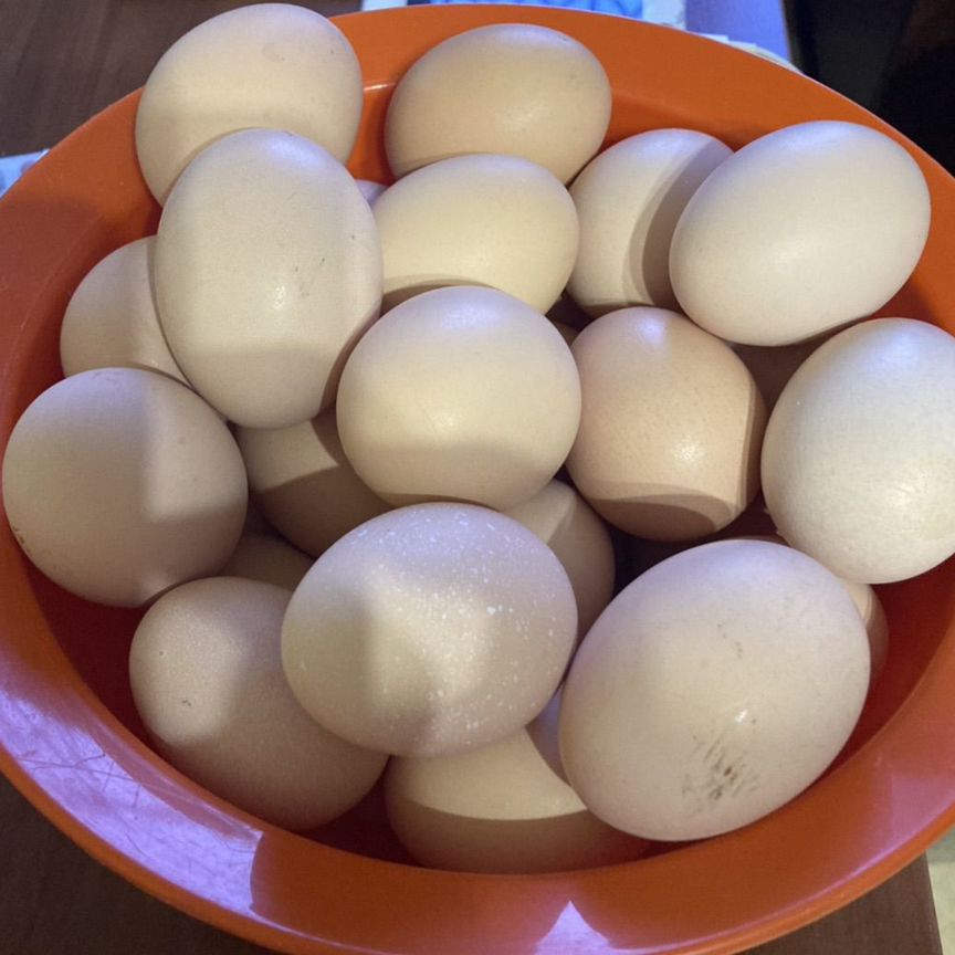 Яйца для инкубации, кур Кучинская юбилейная