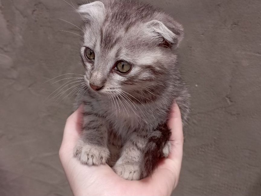 Вислоухие котята