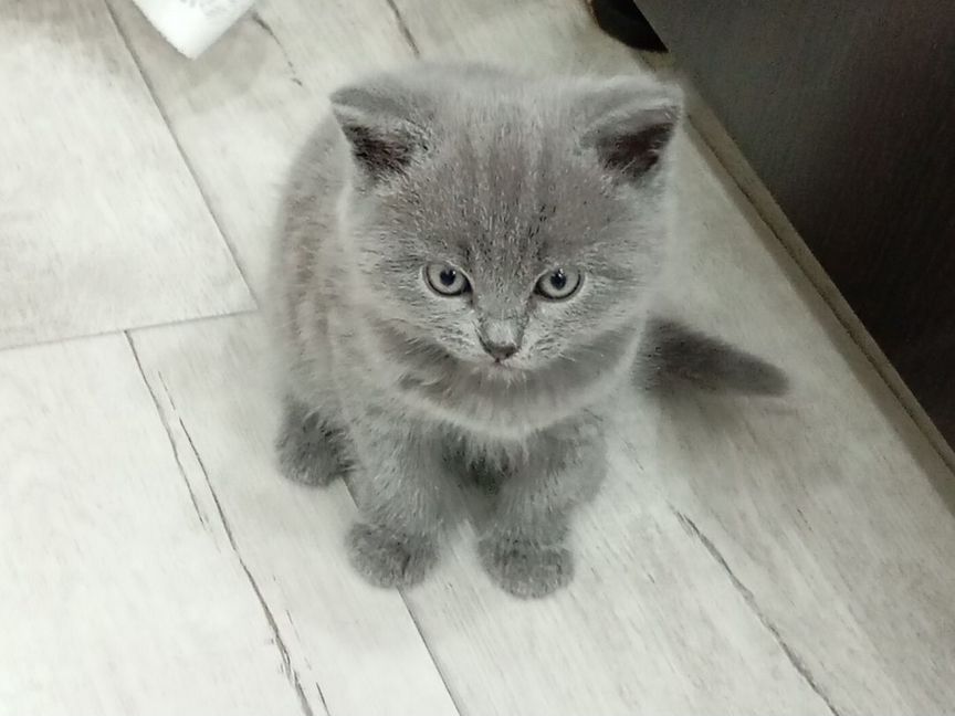 Британская