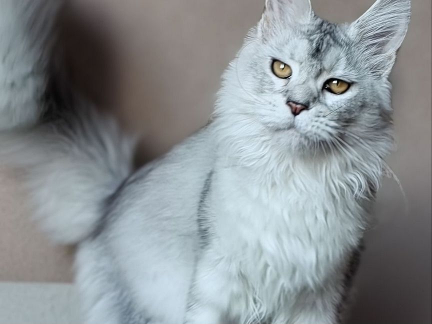 Лучшие котята Мейн кун