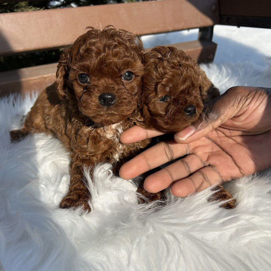 Той-пудель, щенок