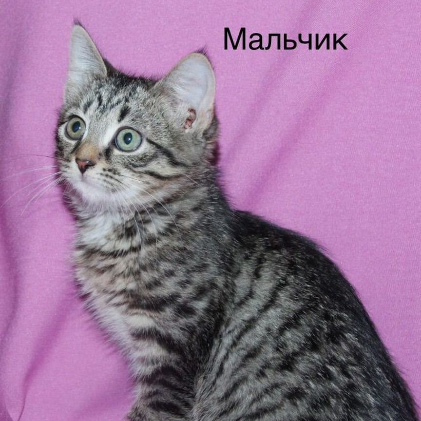 Котята ищут дом